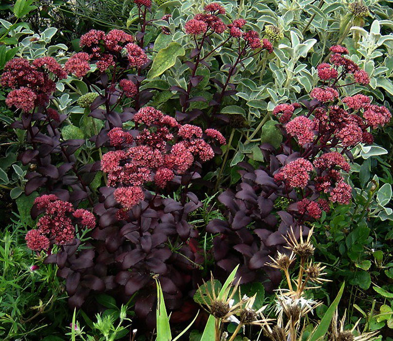 Vivaces : SEDUM JOSE AUBERGINE