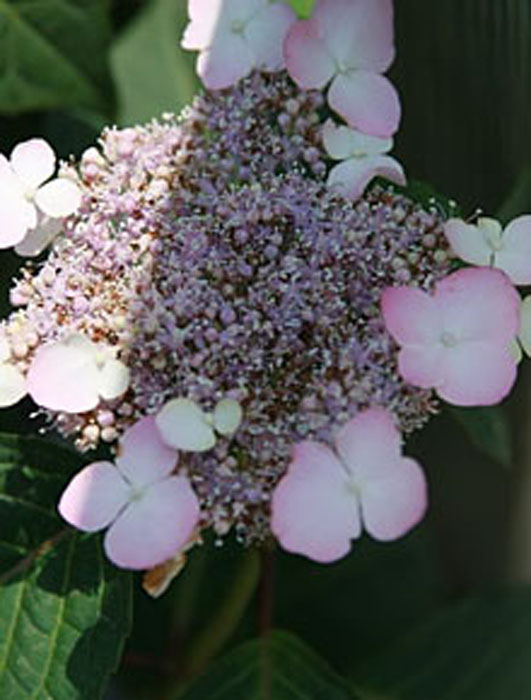 Hydrangea - Hortensia : HYDRANGEA SERRATA INTERMEDIA