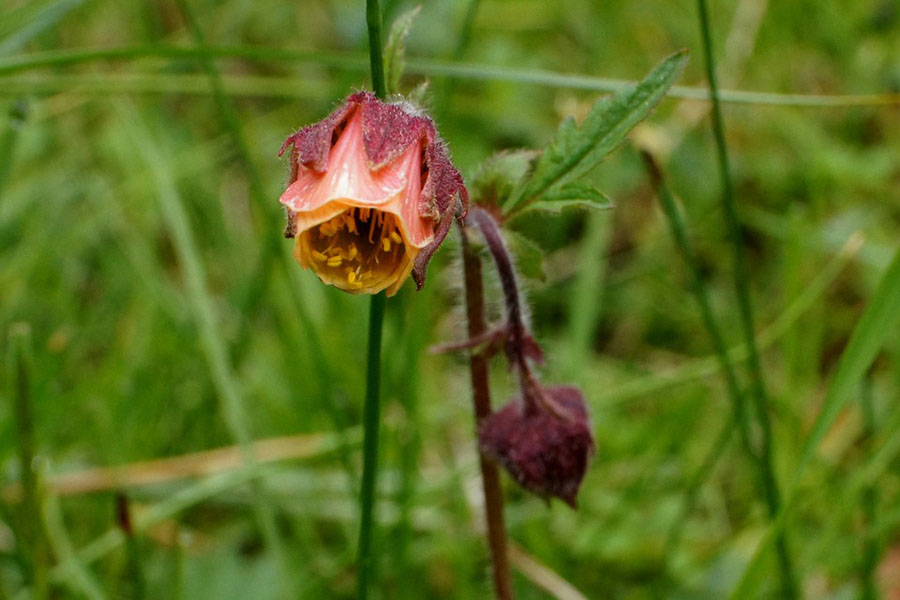 Vivaces : GEUM RIVALE LEONARDS VARIETY