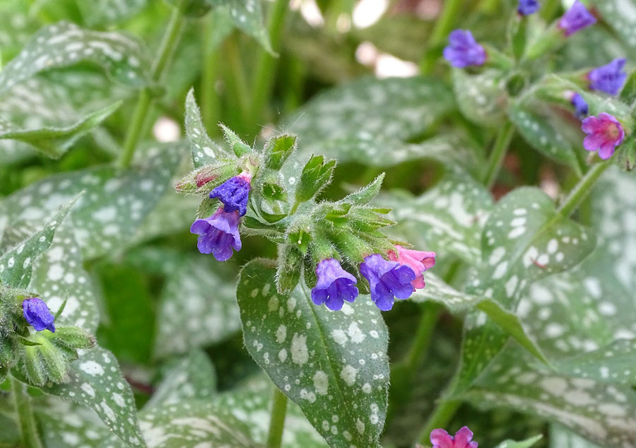 Vivaces : PULMONARIA SAMURAI