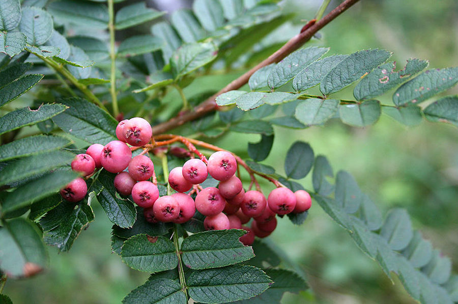 Arbres petite taille : SORBUS HUPEHENSIS NOVEMBER PINK