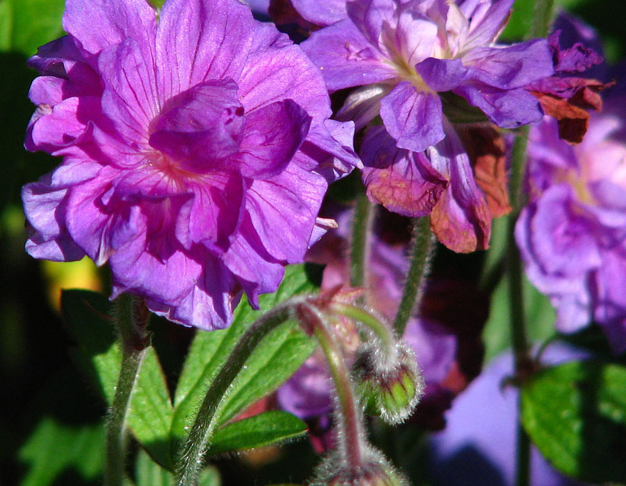 Vivaces : GERANIUM HIMALAYENSE PLENUM