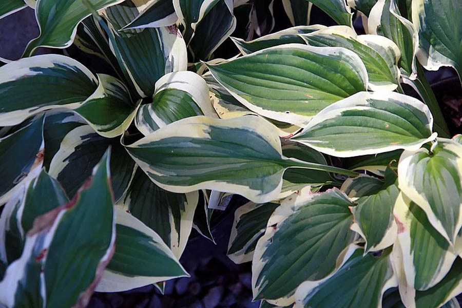 Vivaces : HOSTA FORTUNEI PATRIOT
