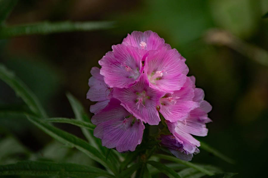 Vivaces : SIDALCEA OREGANA BRILLIANT